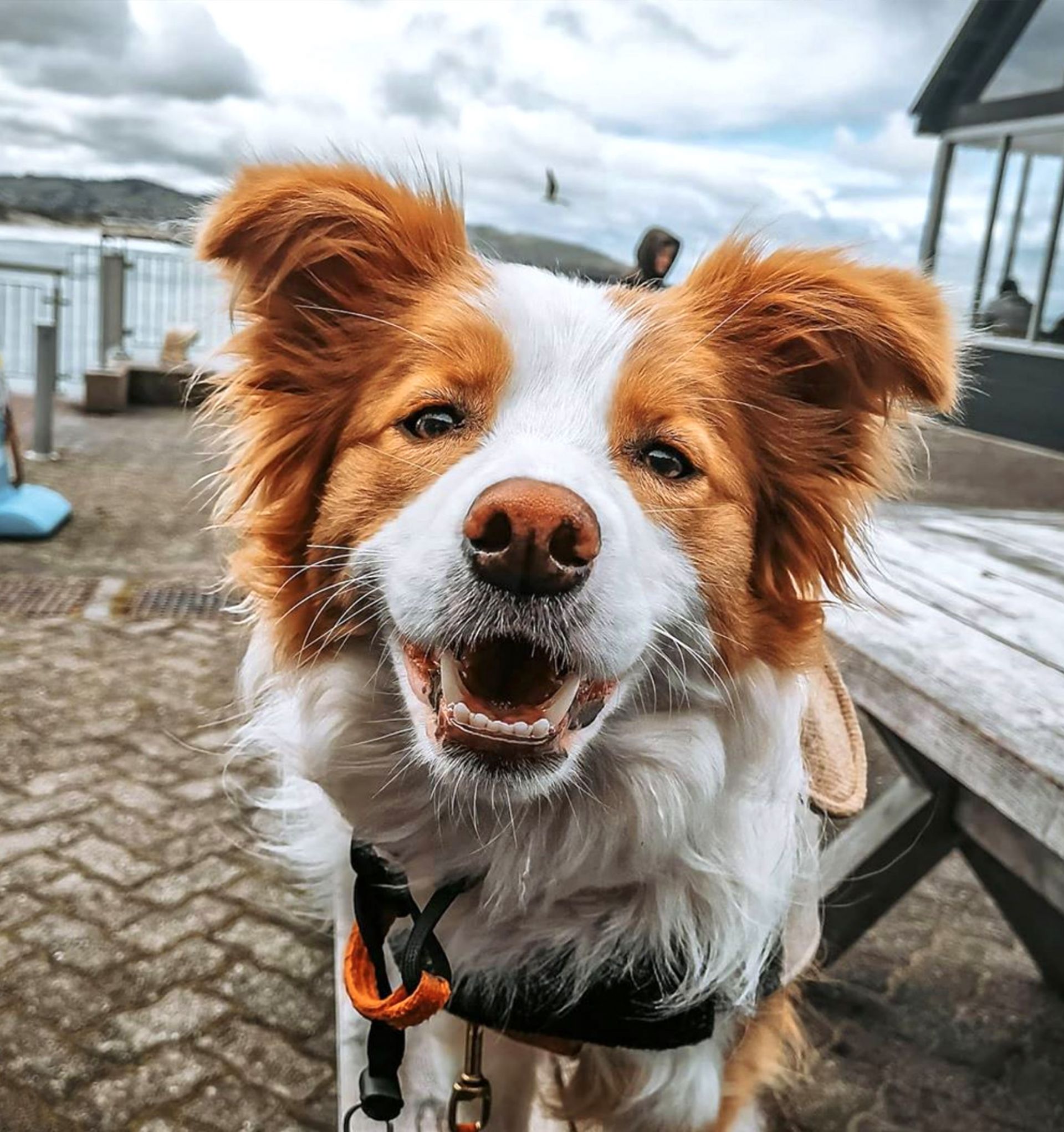 Dunedin Dog Lovers' - Introducing 'Long Dog' - Dog Friendly New Zealand
