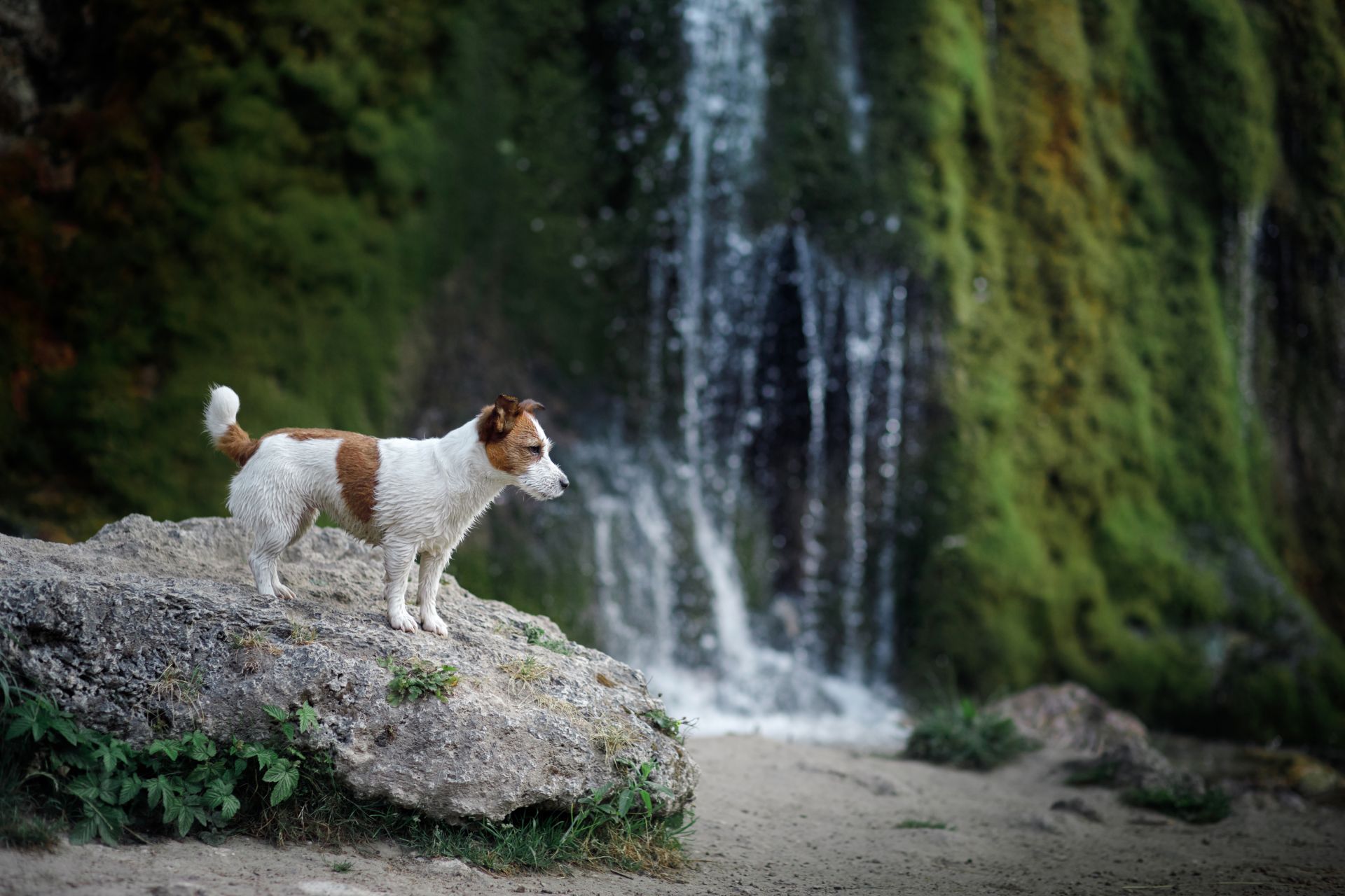 Twelve dog friendly waterfalls you must visit - Dog Friendly New Zealand